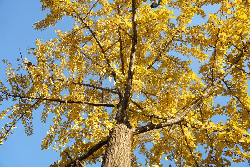 Ginko tree in fall stock photo. Image of spilendid, colorful - 103035992
