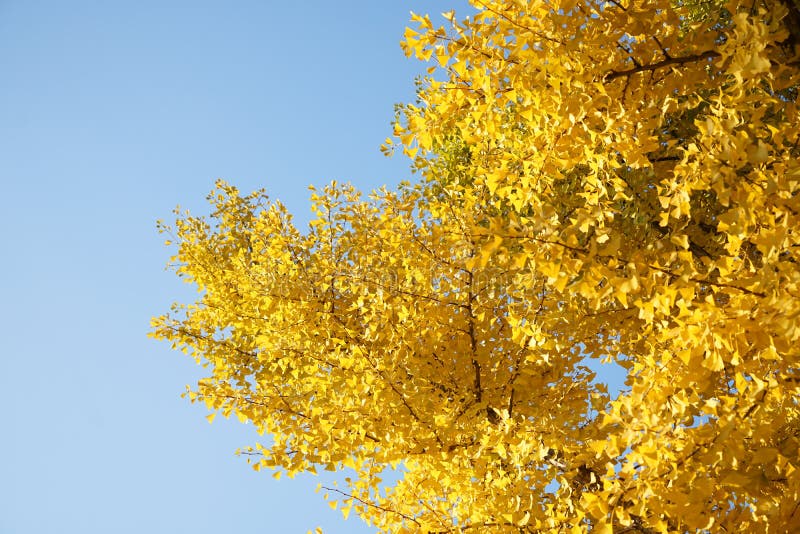Ginko tree in fall stock photo. Image of high, lonely - 103035972