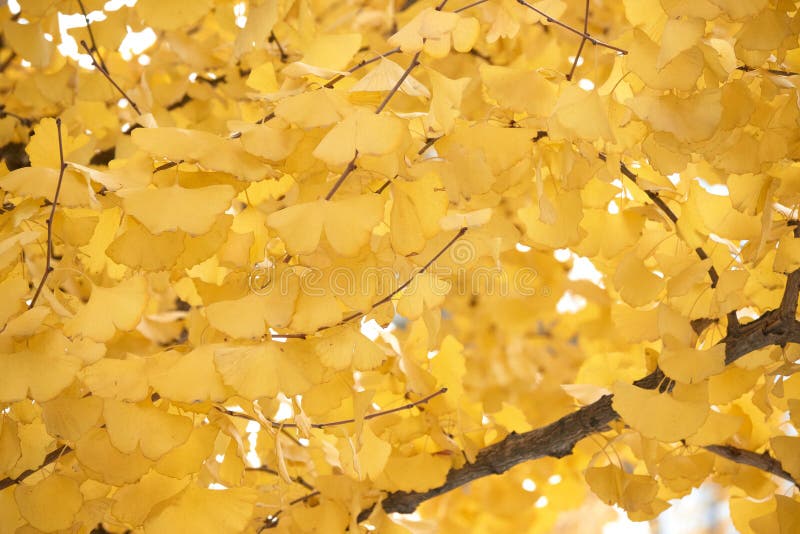 Ginko Tree stock photo. Image of yellow, garden, seasonal - 205119380