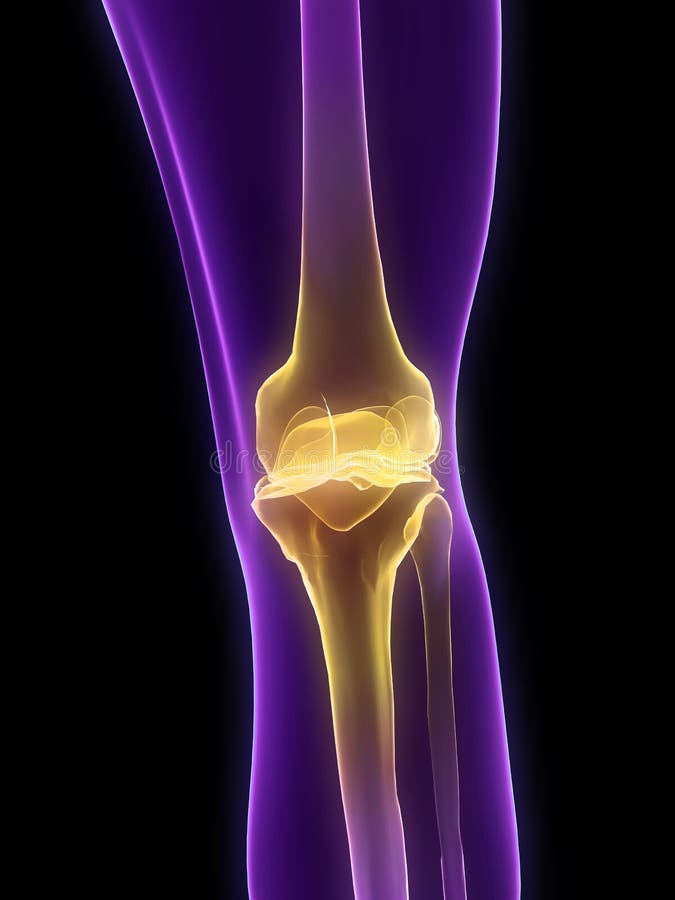 Anatomia Del Ginocchio Umano Illustrazione di Stock - Illustrazione di ...