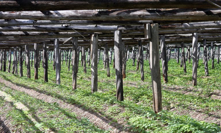 600 Ginseng Growing Map Stock Photos - Free & Royalty-Free Stock Photos ...