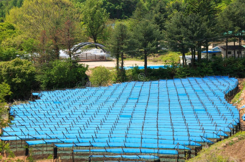 Ginseng Farm stock photo. Image of cultivation, planting - 28706866