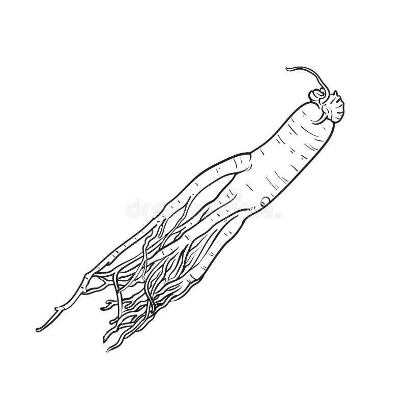 Ginseng hand drawn stock vector. Illustration of sign - 388776724