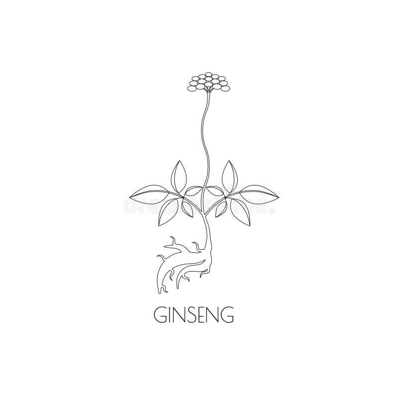Ginseng Icon. Element Of Roots Icons For Mobile Concept And Web Apps ...