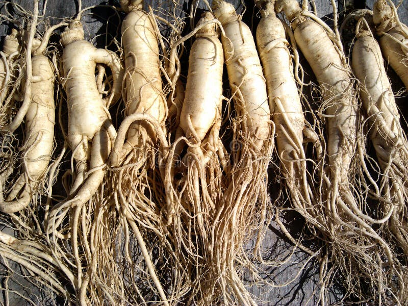 Ginseng Roots stock image. Image of plant, panex, ginseng - 400009