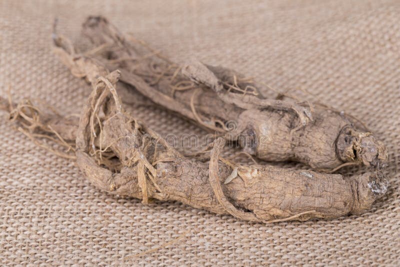Ginseng Root stock image. Image of medicine, medicinal - 83116095