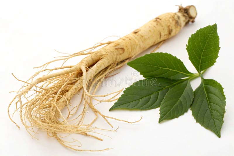 Ginseng Root and Leaf with Natural Texture on White Background Stock ...