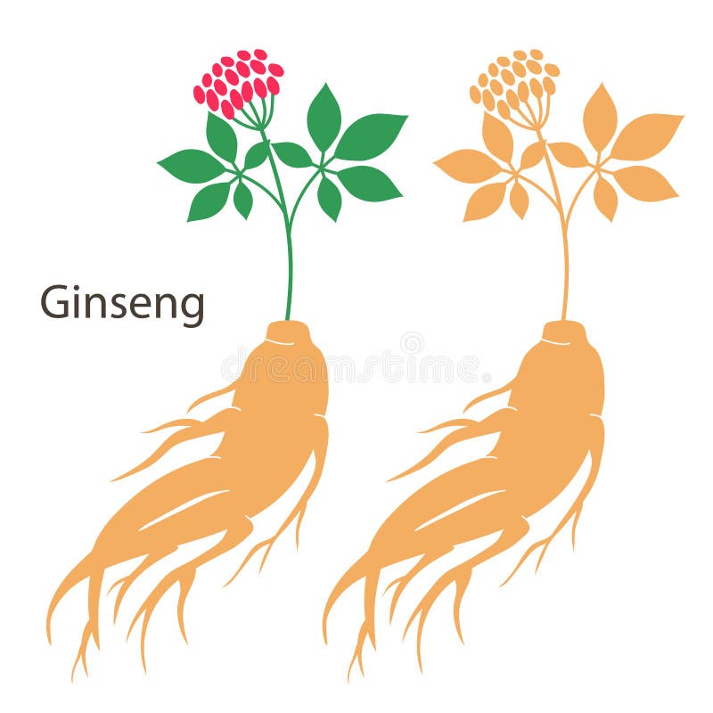 Ginseng Root Set with Leaves and Flower Isolated on White Background ...