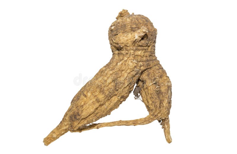 Ginseng root stock image. Image of horizontal, herbal - 77603931