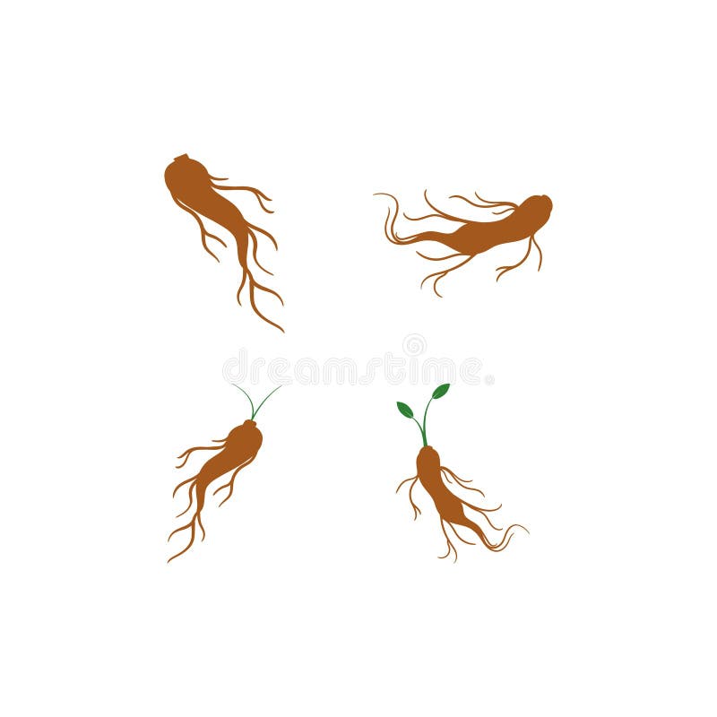 Ginseng Root Vector Graphic Design Illustration Stock Vector ...