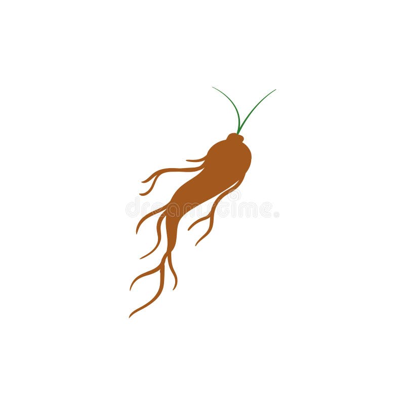 Ginseng Root Vector Graphic Design Illustration Stock Vector ...