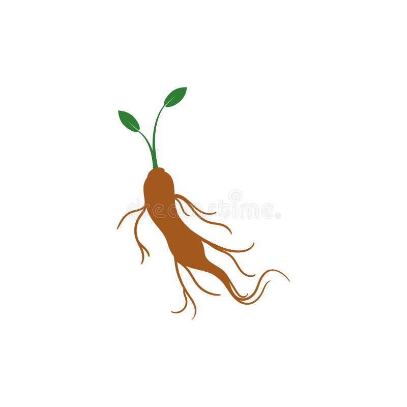 Ginseng Root Vector Graphic Design Illustration Stock Vector ...