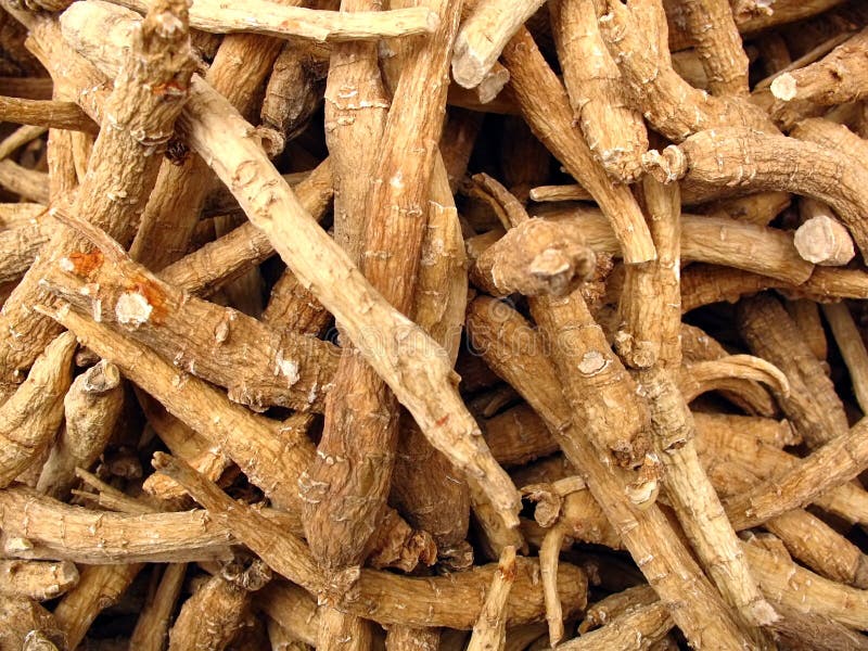 Ginseng Roots from Chinese Herbal Pharmacy Stock Image - Image of ...