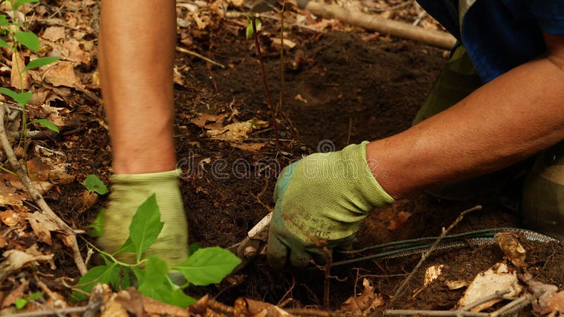 Chinese People Digging Ginseng in the Forest Stock Video - Video of ...