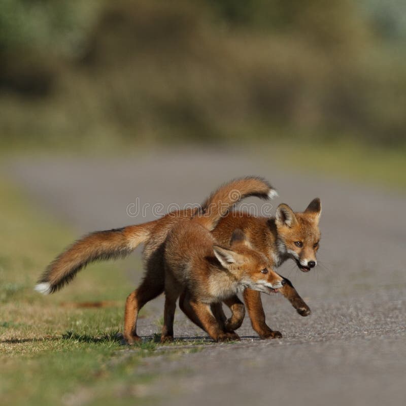 Gioco Dei Cubs Della Volpe Rossa Fotografia Stock - Immagine di caccia ...