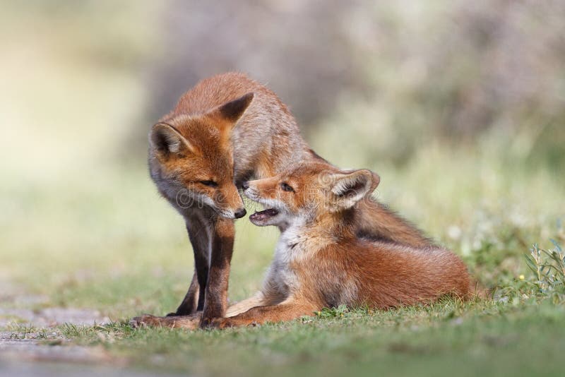 Gioco Dei Cubs Della Volpe Rossa Fotografia Stock - Immagine di caccia ...
