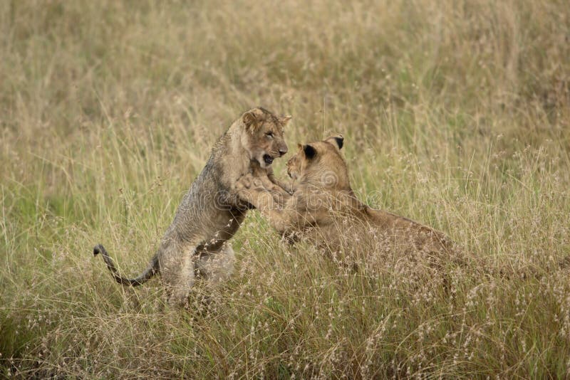 Leoni Che Giocano Vicino All'acqua, Savuti, Botswana Immagine Stock ...