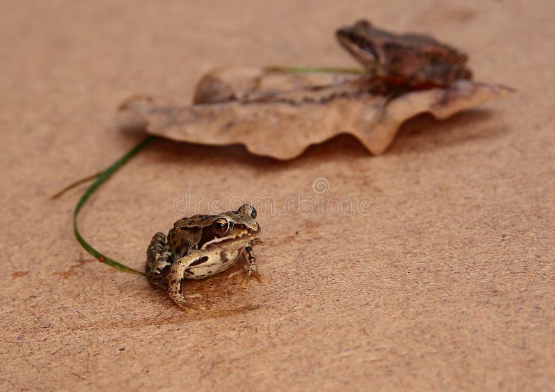 Gioco della rana immagine stock. Immagine di ande, tradizionale - 14383961