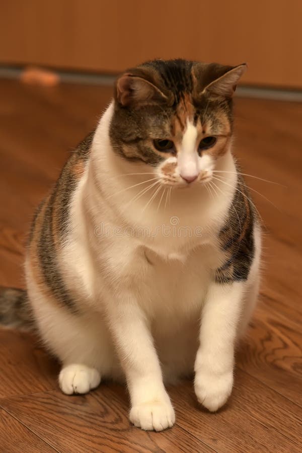 9,622 Gatto Grasso Foto - Foto Stock Gratis e Royalty-Free da Dreamstime