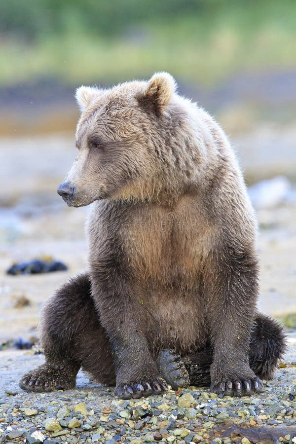 Giorno Pigro Per L'orso Bruno Immagine Stock - Immagine di ...