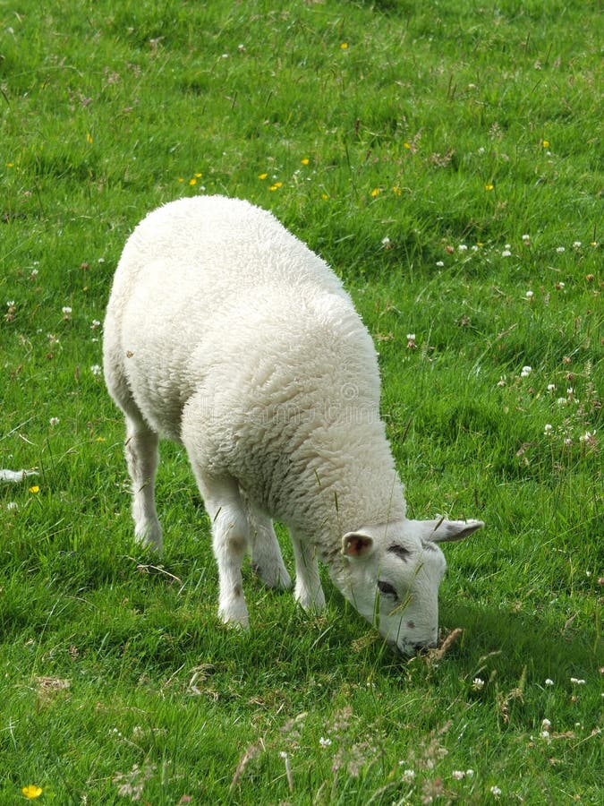 Agnello Della Primavera Che Si Siede in Un Campo Verde Nel Profilo ...