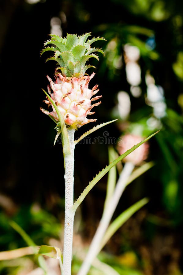 Giovane Albero Dell'ananas Con Piccolo Immagine Stock - Immagine di ...
