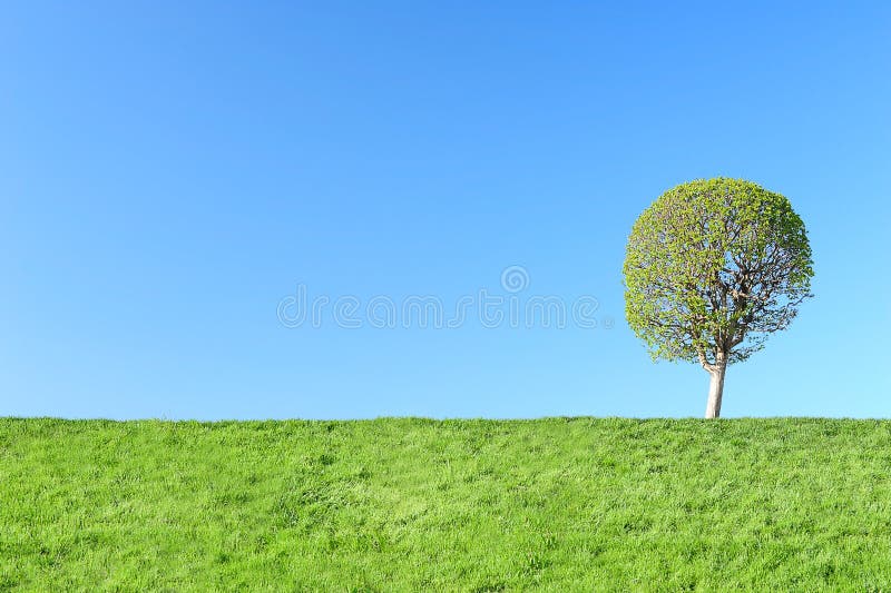 Giovane albero verde fotografia stock. Immagine di ecologia - 19652048