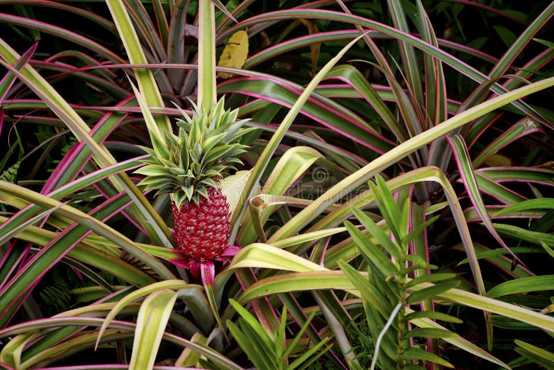 Giovane Albero Dell'ananas Nella Fine Della Pianta Su Immagine Stock ...