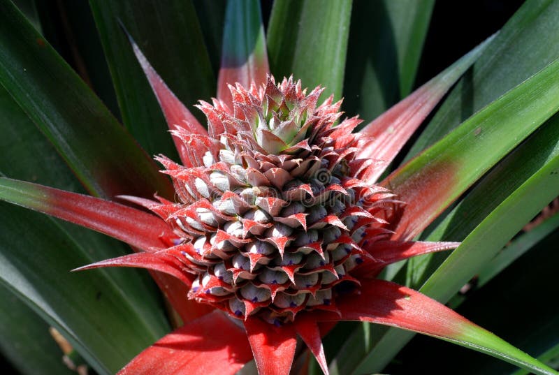 Giovane Albero Dell'ananas Con Piccolo Immagine Stock - Immagine di ...