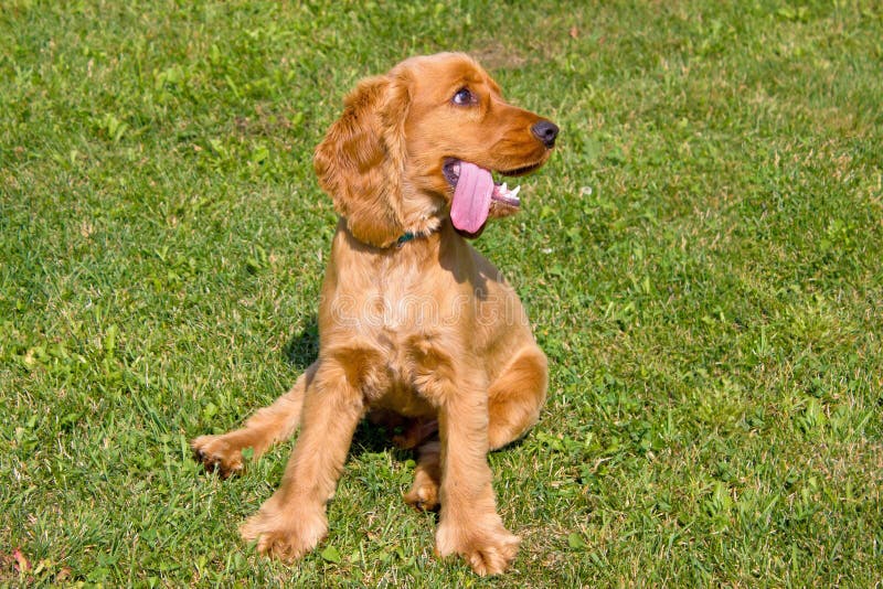 Giovane Cane Rosso Di Cocker Spaniel Di Inglese Immagine Stock ...
