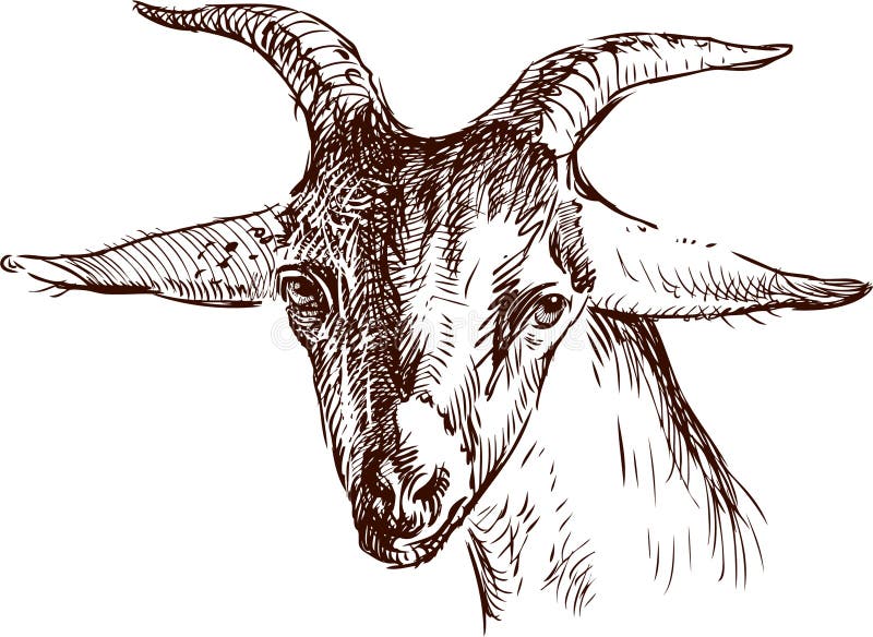 Giovane capra illustrazione vettoriale. Illustrazione di capra - 30761433