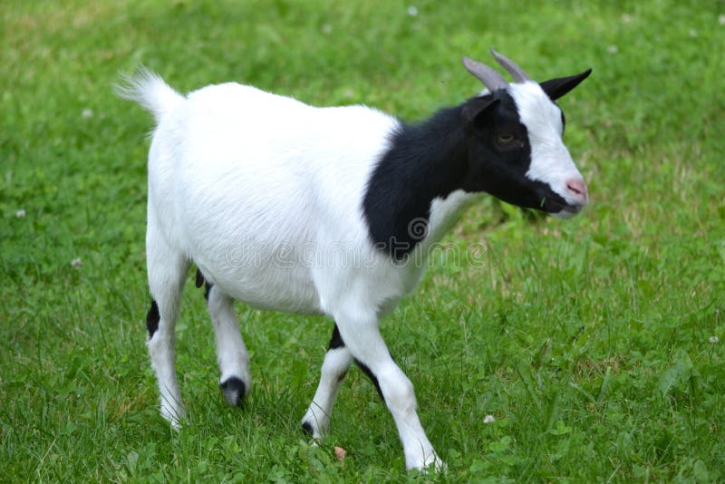 Giovane Vitello Della Capra - Animale Da Allevamento Immagine Stock ...