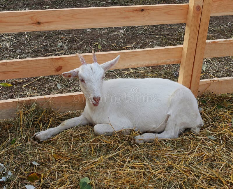 Una Capra Da Latte In Una Stalla Su Un'azienda Agricola Immagine Stock ...