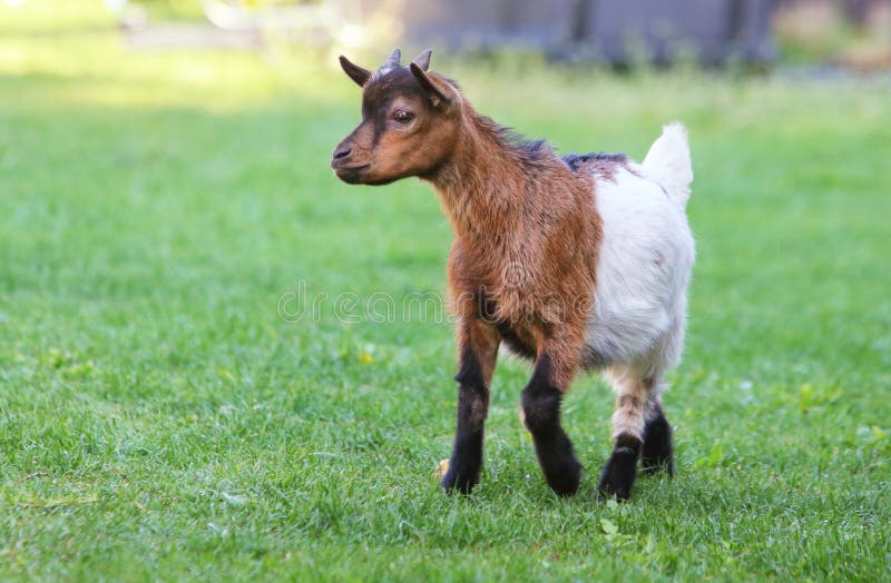 Giovane Capra in Prato Verde Fotografia Stock - Immagine di paese, nero ...