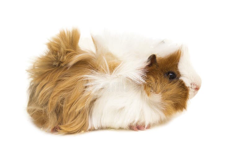Cavia peruviana, isolata immagine stock. Immagine di animale - 34063869