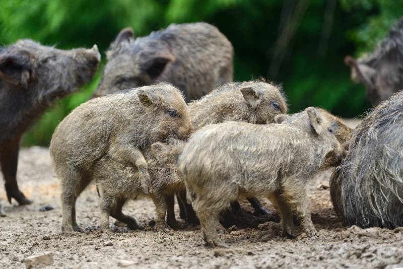 Giovane cinghiale immagine stock. Immagine di famiglia - 98766137