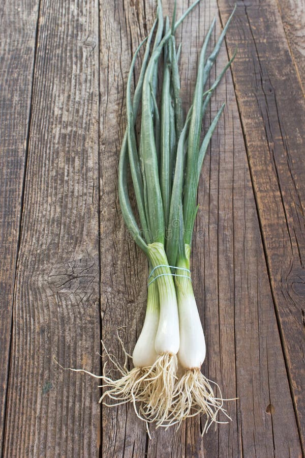 Giovane Pianta Di Cipolla in Vaso Fotografia Stock - Immagine di ...