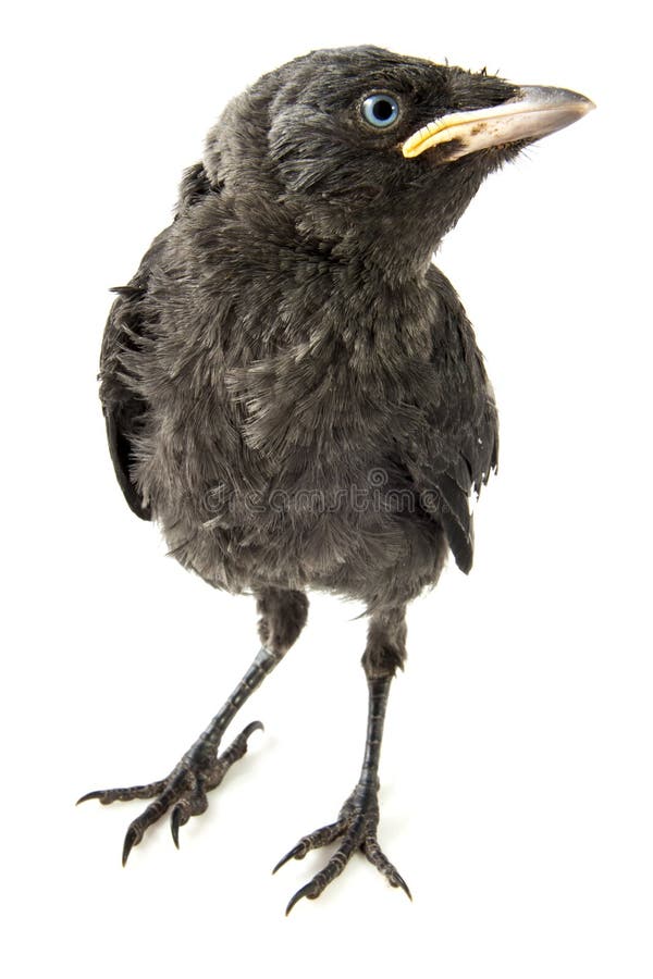 Un Giovane Corvo Molto Largamente Apre Il Suo Becco Mentre Aspetta L ...