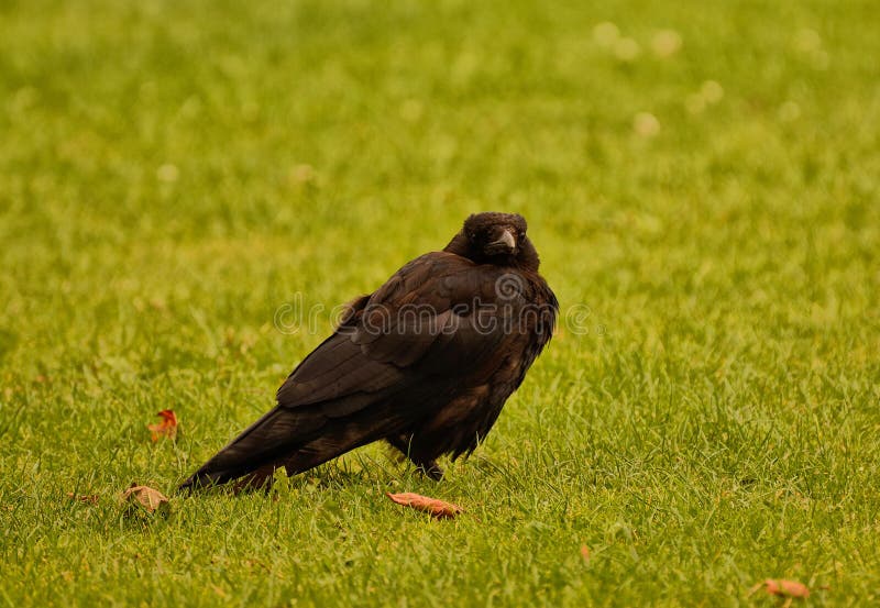 Un Giovane Corvo Molto Largamente Apre Il Suo Becco Mentre Aspetta L ...