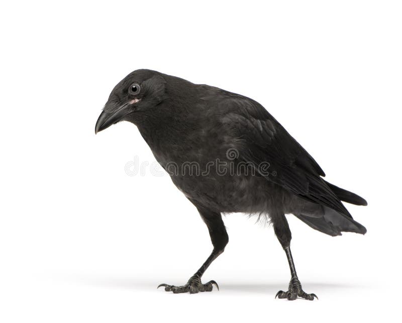 Giovane Corvo Di Carrion - Corone Del Corvus (3 Mesi) Fotografia Stock ...