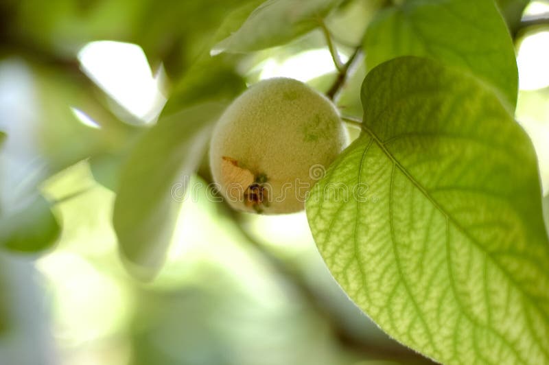 Giovane cotogna fotografia stock. Immagine di macro, albero - 13691632