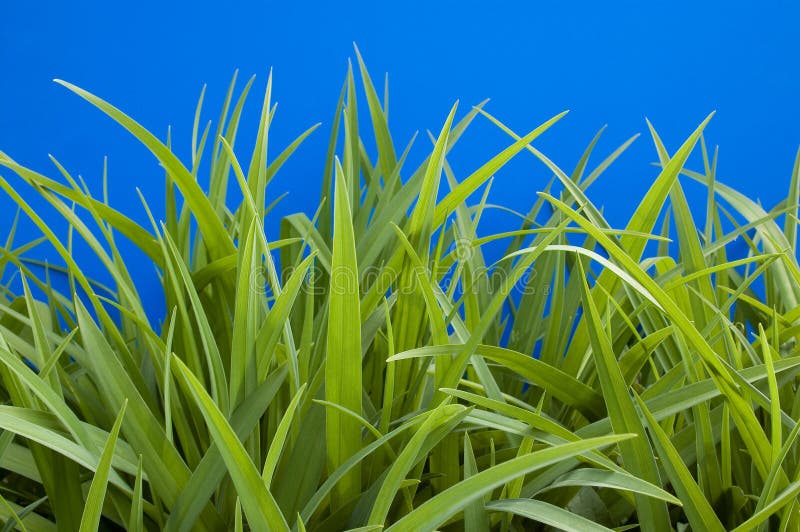 Giovane erba fotografia stock. Immagine di spazio, esterno - 14632028