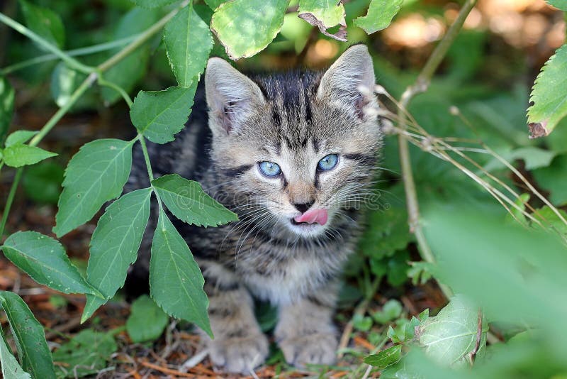 Giovane gatto domestico immagine stock. Immagine di animale - 62678375