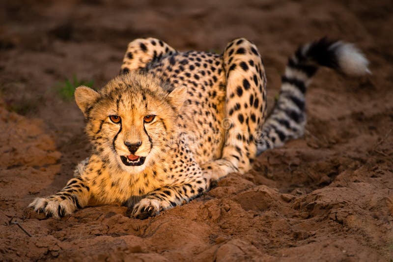 Ghepardo che lecca zampa fotografia stock. Immagine di conservazione ...