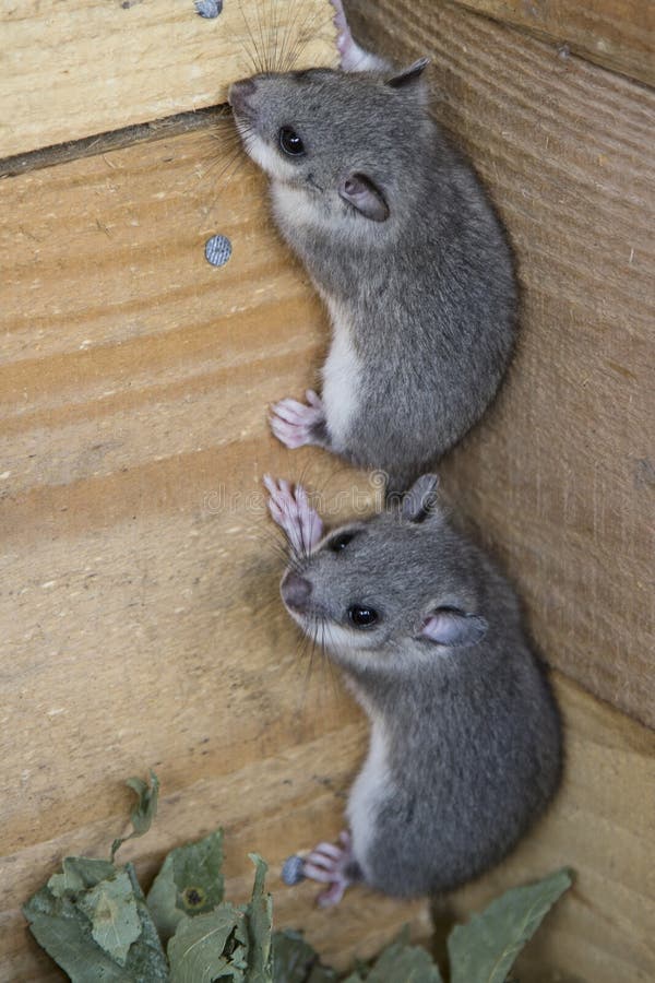 Ghiro comune o Glis glis fotografia stock. Immagine di inglese - 36145574