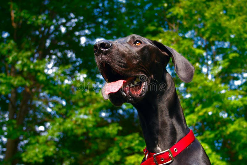 Grande danese fotografia stock. Immagine di cane, felice - 41558660