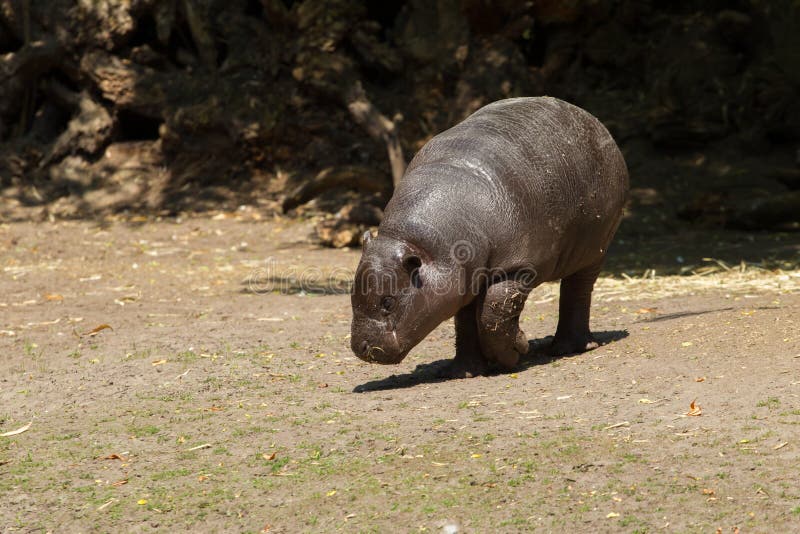 Giovane ippopotamo pigmeo fotografia stock. Immagine di riserva - 31809858