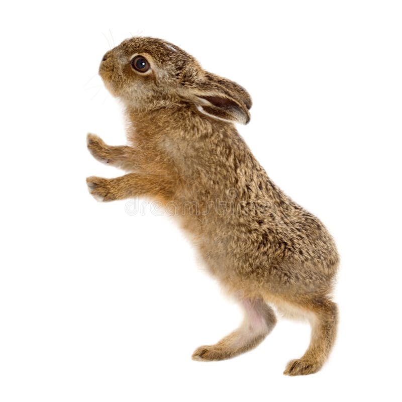 Giovane Lepre 3 Vecchi Di Settimane Isolati Fotografia Stock - Immagine ...