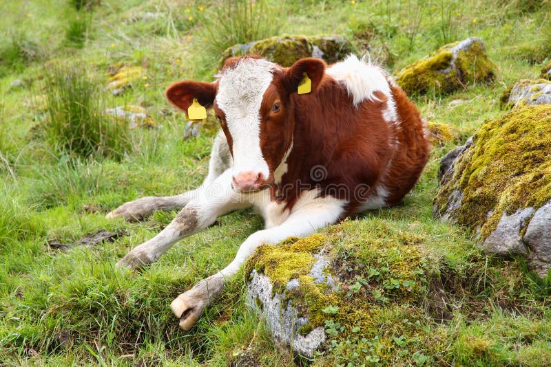 Giovane mucca immagine stock. Immagine di roccia, norvegia - 69051185