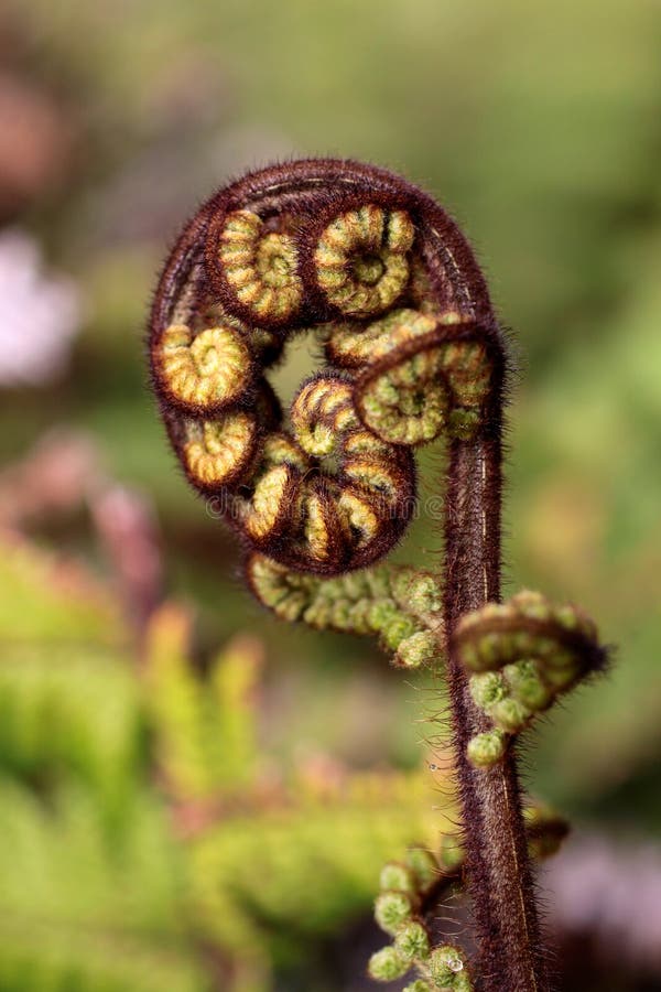 Simbolo Della Felce Di Albero Di Koru Della Nuova Zelanda Fotografia ...